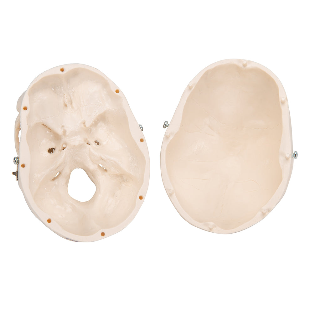 Mini Human Skull Model - 3 Part (Skullcap, Base of Skull, Mandible ...