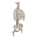 Classic Flexible Human Spine Model with Ribs & Femur Heads – Medisave UK