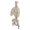 Classic Flexible Human Spine Model with Ribs & Femur Heads – Medisave UK