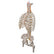 Classic Flexible Human Spine Model with Ribs & Femur Heads – Medisave UK