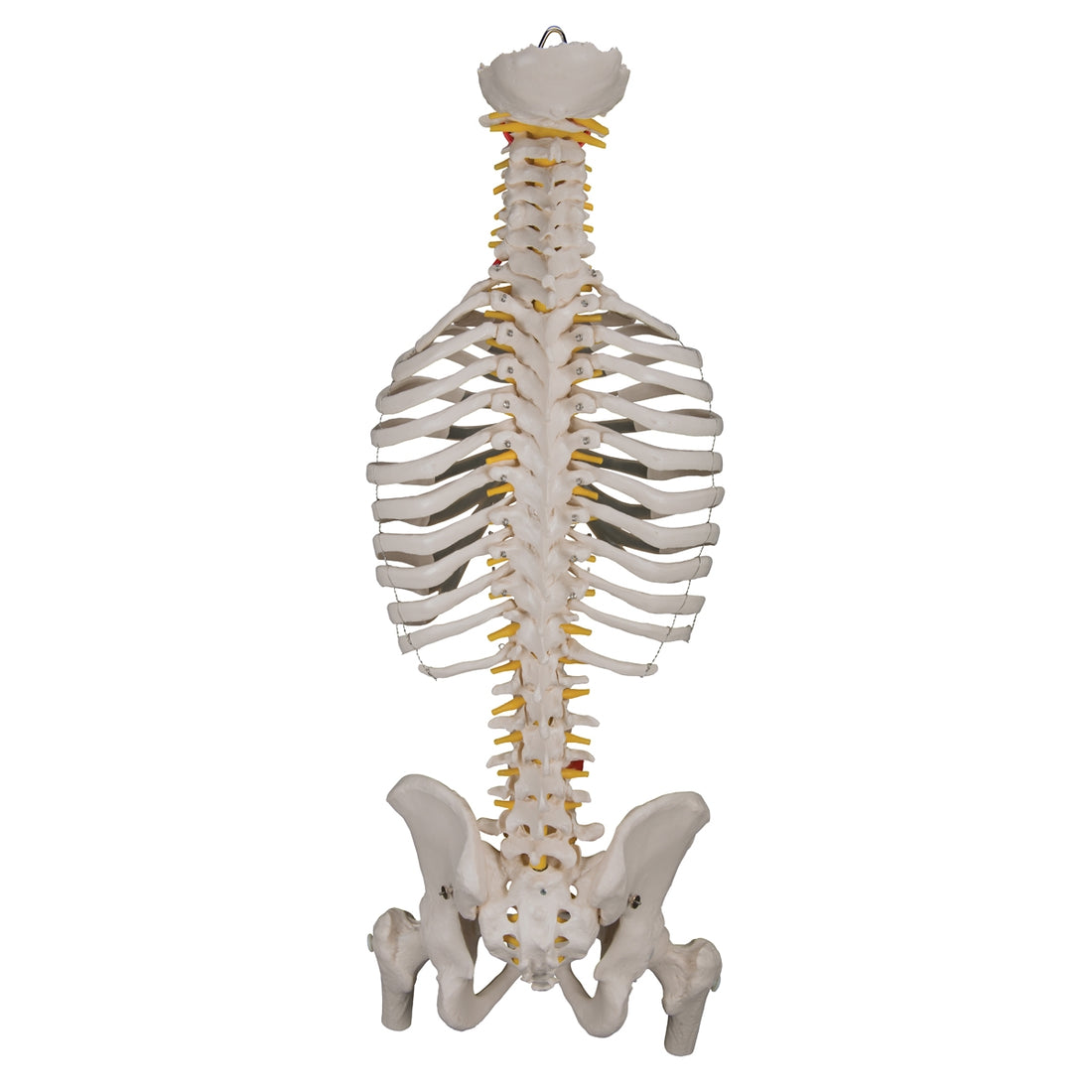 Classic Flexible Human Spine Model with Ribs & Femur Heads – Medisave UK