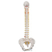 Classic Flexible Human Spine Model with Female Pelvis – Medisave UK