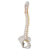 Classic Flexible Human Spine Model with Female Pelvis – Medisave UK