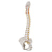 Classic Flexible Human Spine Model with Female Pelvis – Medisave UK