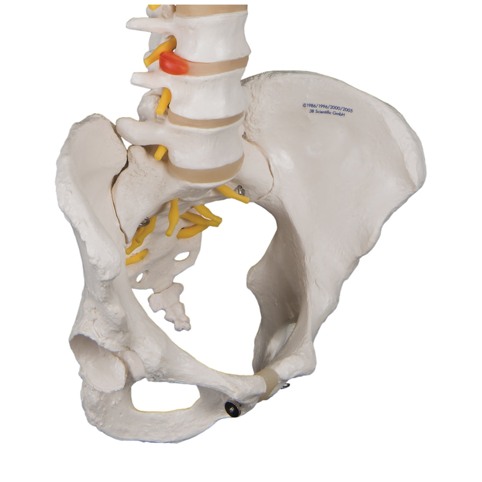 Classic Flexible Human Spine Model with Female Pelvis – Medisave UK