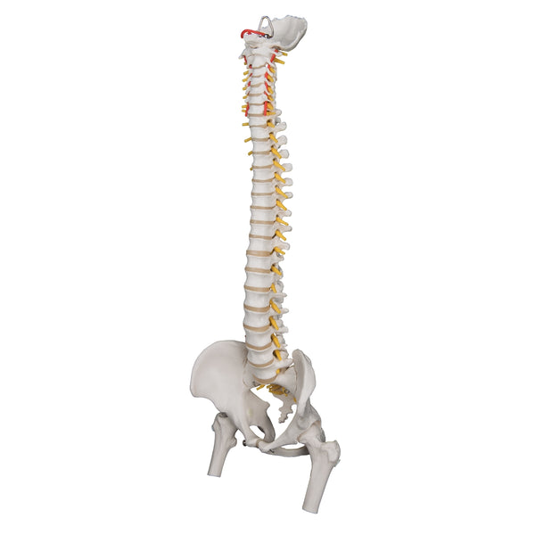Highly Flexible Human Spine Model, Mounted on a Flexible Core, with Fe ...