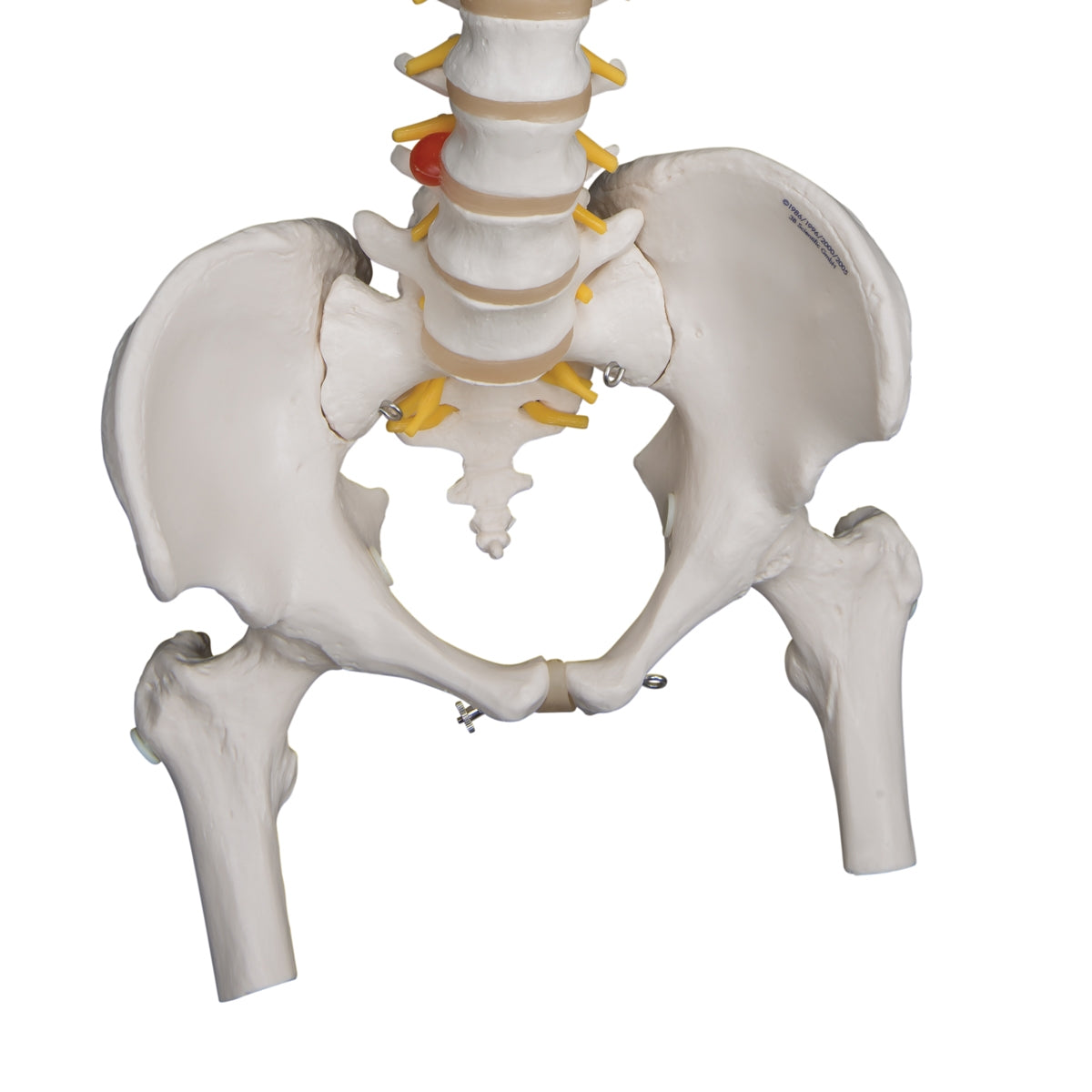 Highly Flexible Human Spine Model, Mounted on a Flexible Core, with Fe ...