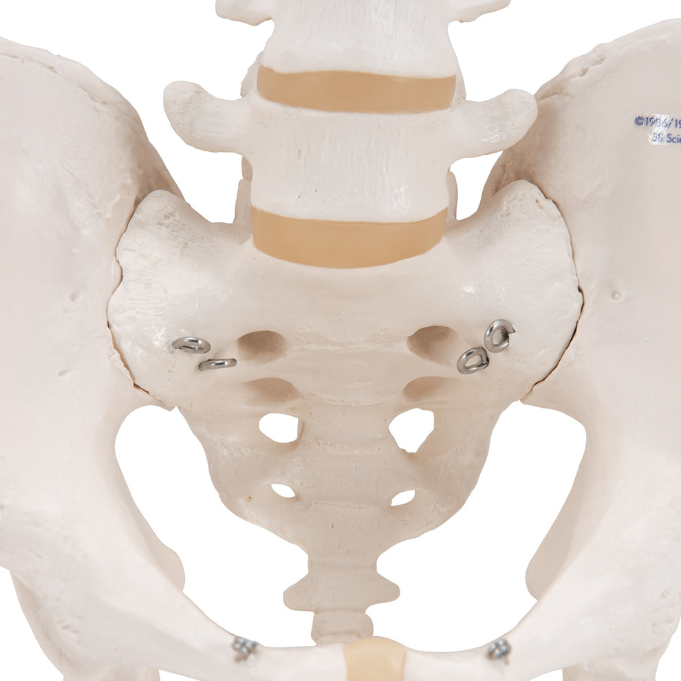Human Male Pelvis Skeleton Model – Medisave UK
