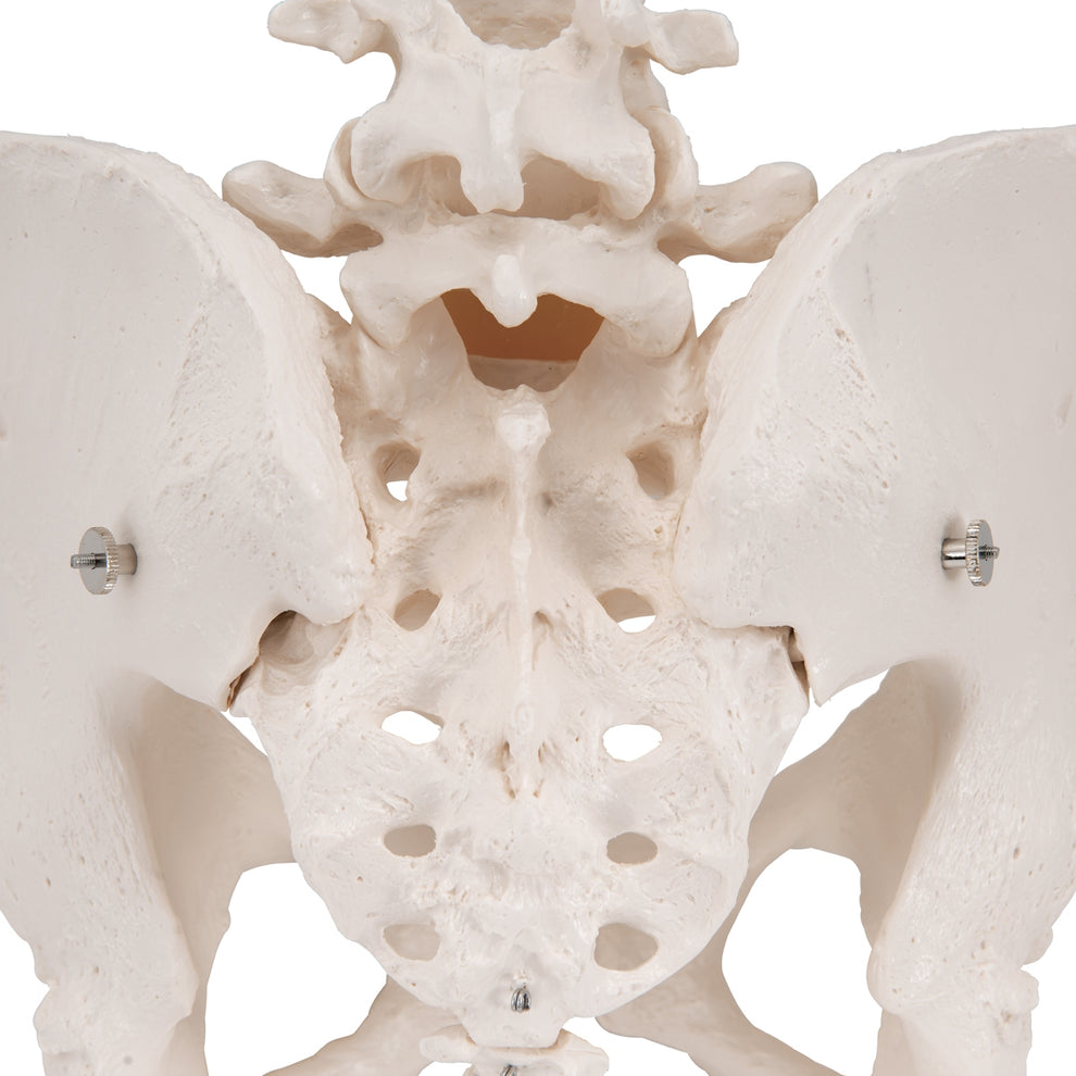 Human Female Pelvic Skeleton Model – Medisave UK