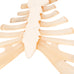 Human Sternum Model with Rib Cartilage – Medisave UK