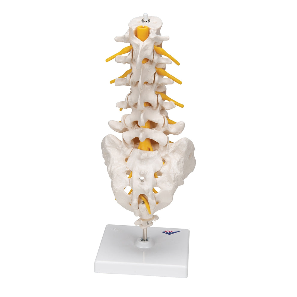Lumbar Human Spinal Column Model – Medisave UK
