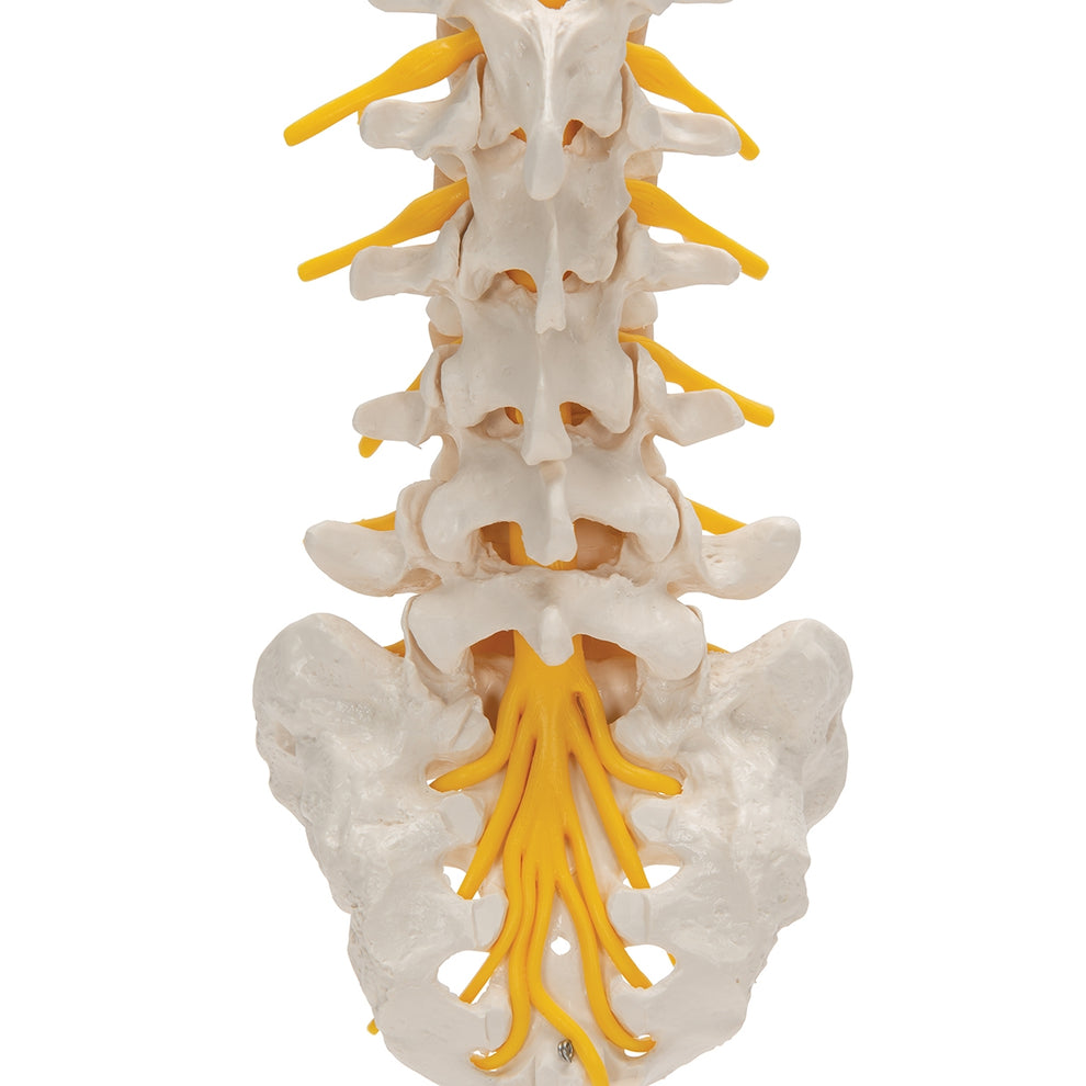 Lumbar Human Spinal Column Model – Medisave UK