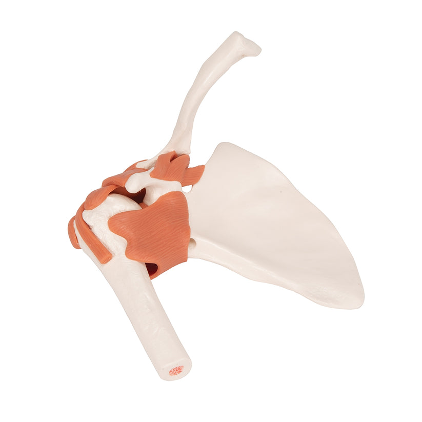 Functional Human Shoulder Joint – Medisave UK