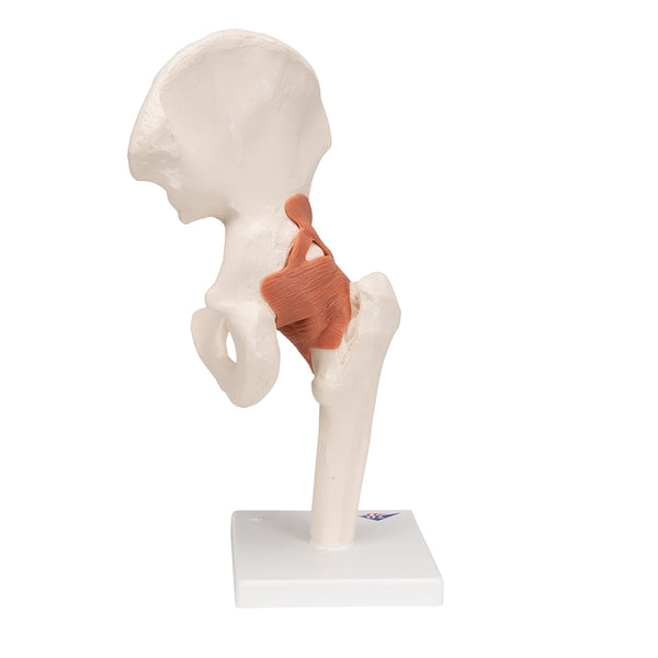 Functional Human Hip Joint Model – Medisave UK