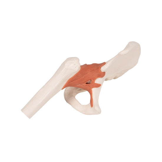 Functional Human Hip Joint Model – Medisave UK
