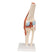 Functional Human Knee Joint Model with Ligaments & Marked Cartilage ...