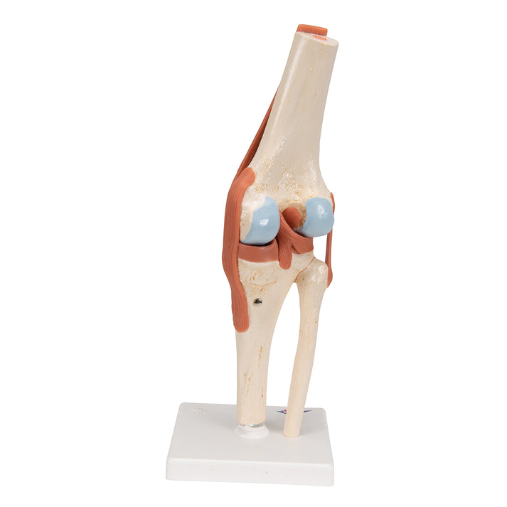 Functional Human Knee Joint Model with Ligaments & Marked Cartilage ...