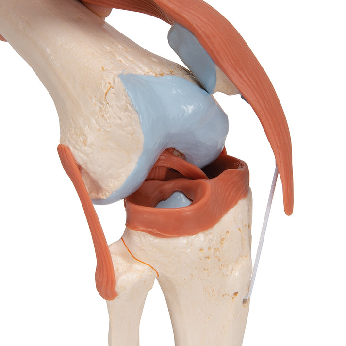 Functional Human Knee Joint Model with Ligaments & Marked Cartilage ...