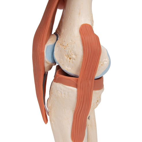 Functional Human Knee Joint Model With Ligaments Marked Cartilage
