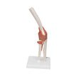 Functional Human Elbow Joint Model with Ligaments – Medisave UK