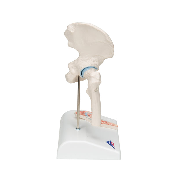 Mini Human Hip Joint Model with Cross Section – Medisave UK
