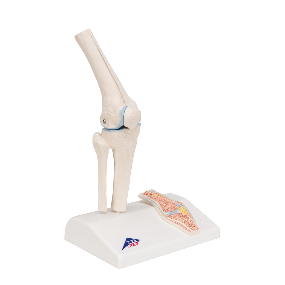 Mini Human Knee Joint Model with Cross Section – Medisave UK