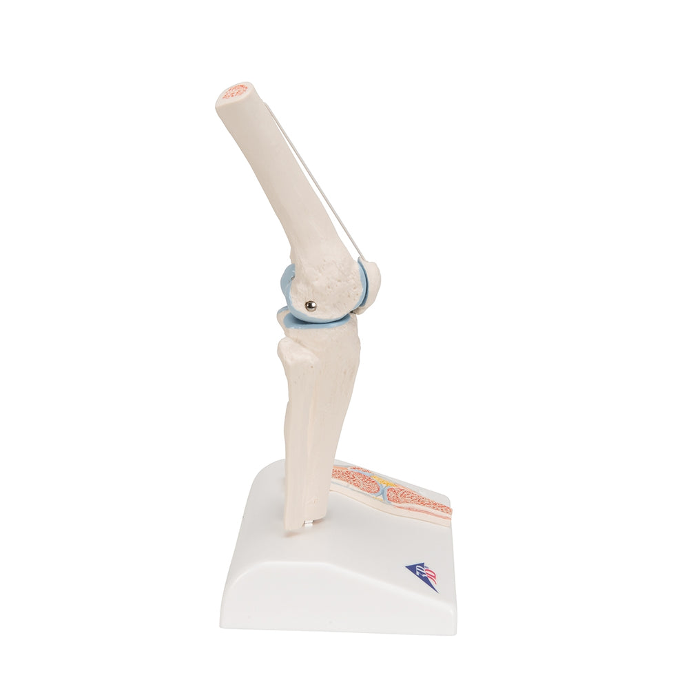 Mini Human Knee Joint Model with Cross Section – Medisave UK
