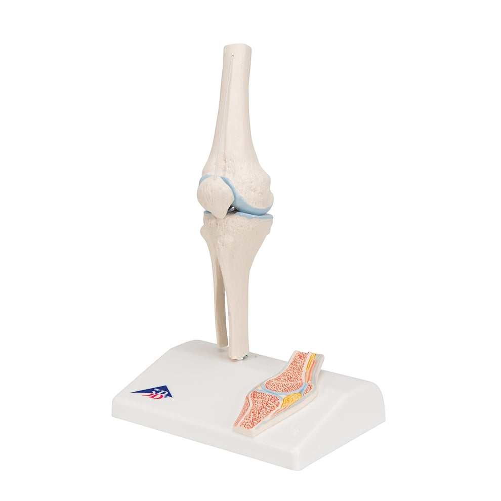 Mini Human Knee Joint Model with Cross Section – Medisave UK