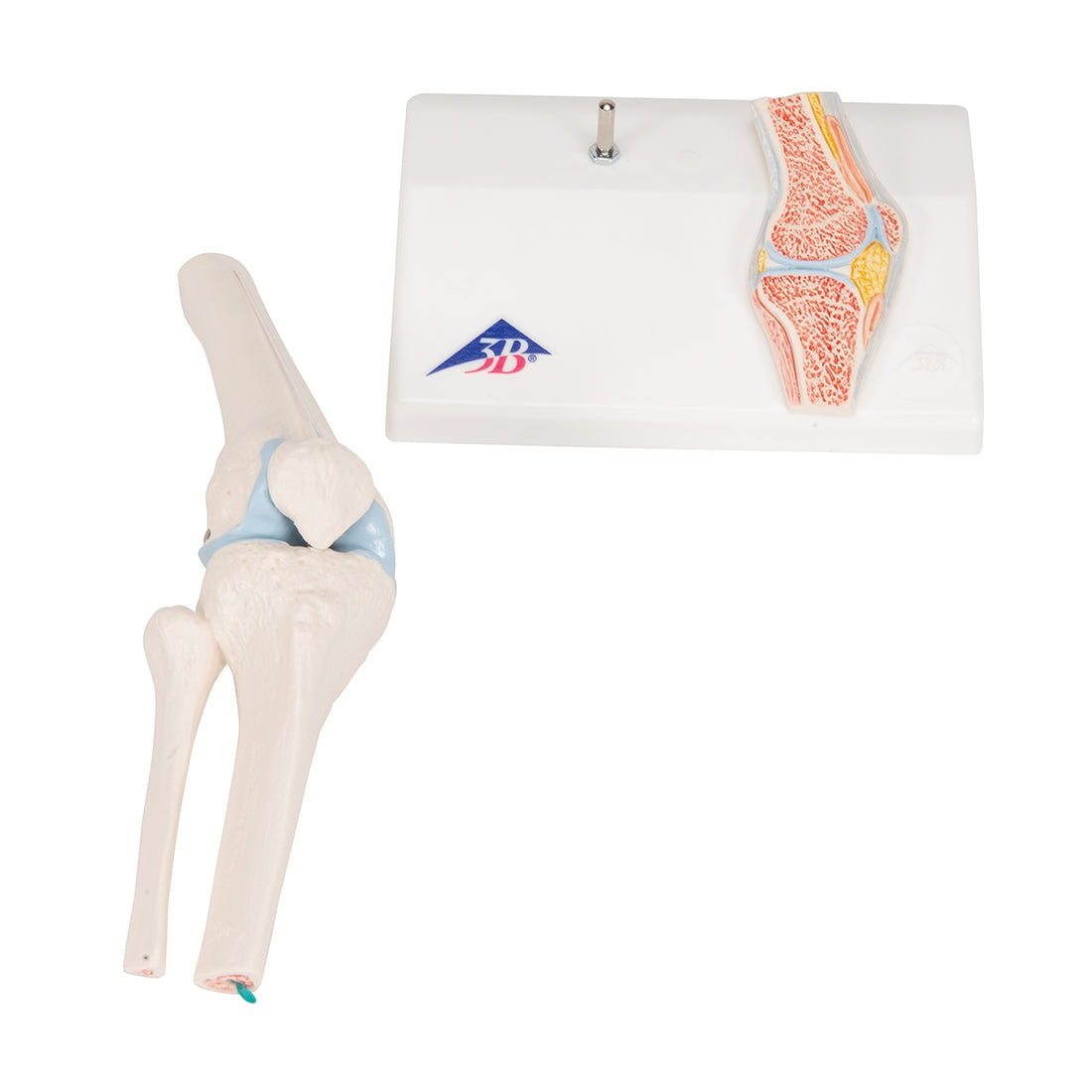 Mini Human Knee Joint Model with Cross Section – Medisave UK