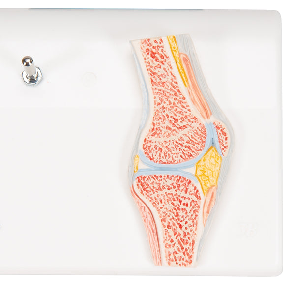 Mini Human Knee Joint Model with Cross Section – Medisave UK