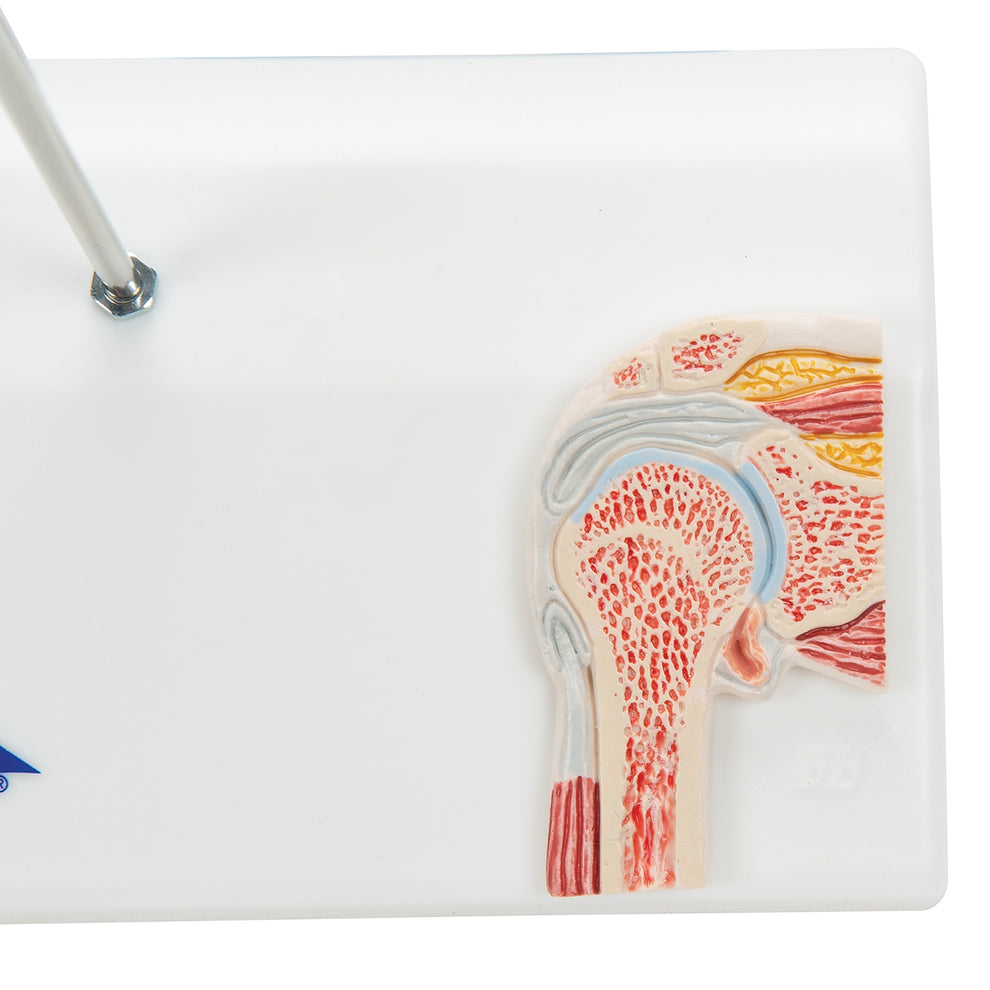 Mini Human Shoulder Joint Model with Coss Section – Medisave UK