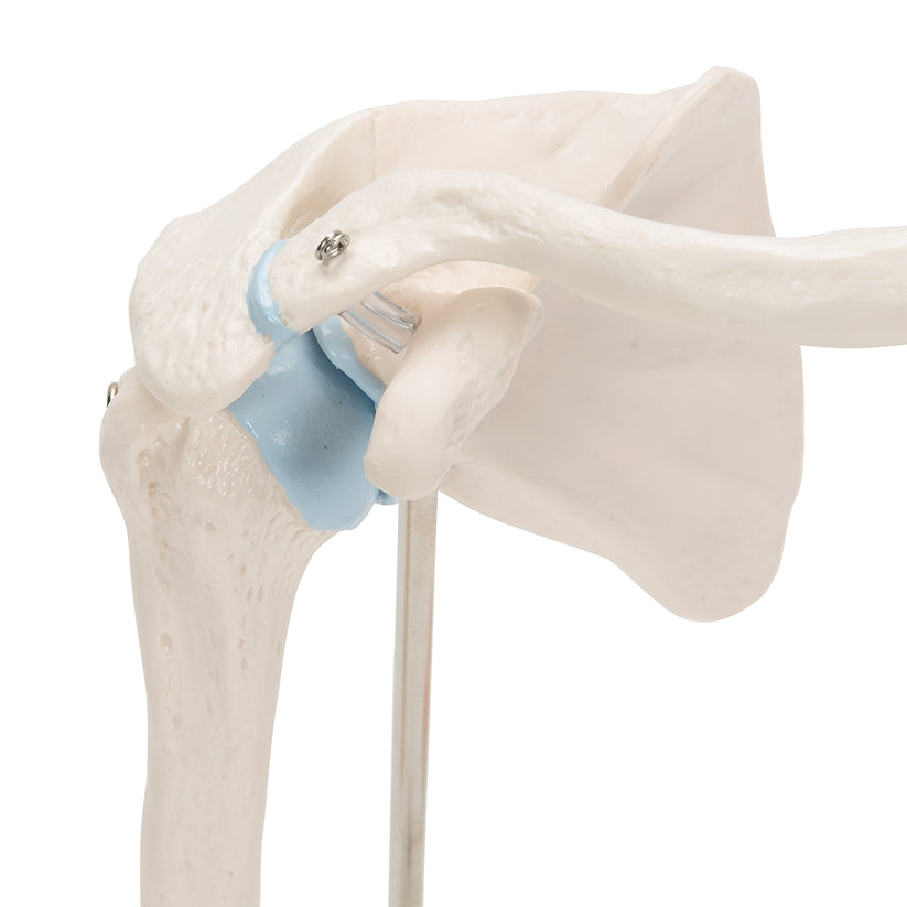 Mini Human Shoulder Joint Model with Coss Section – Medisave UK