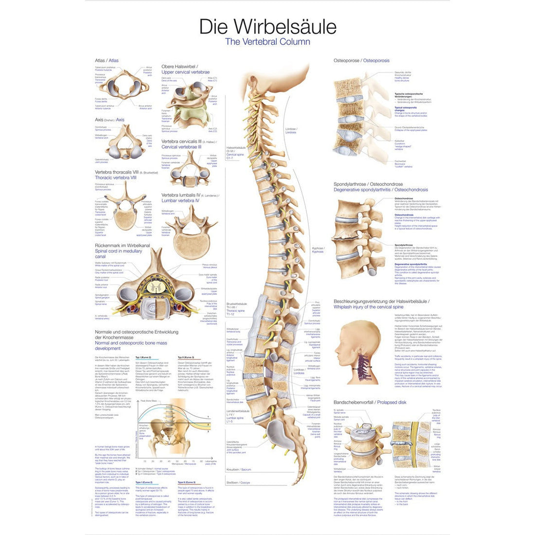 The Vertebral Column - Poster – Medisave UK