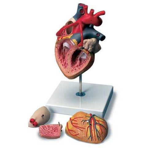 Heart Model With Bypass, 4 - Part – Medisave UK