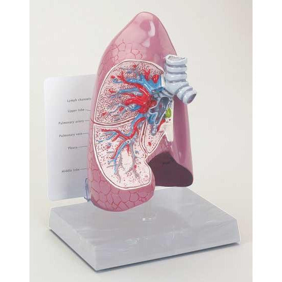 Half Lung Model – Medisave UK