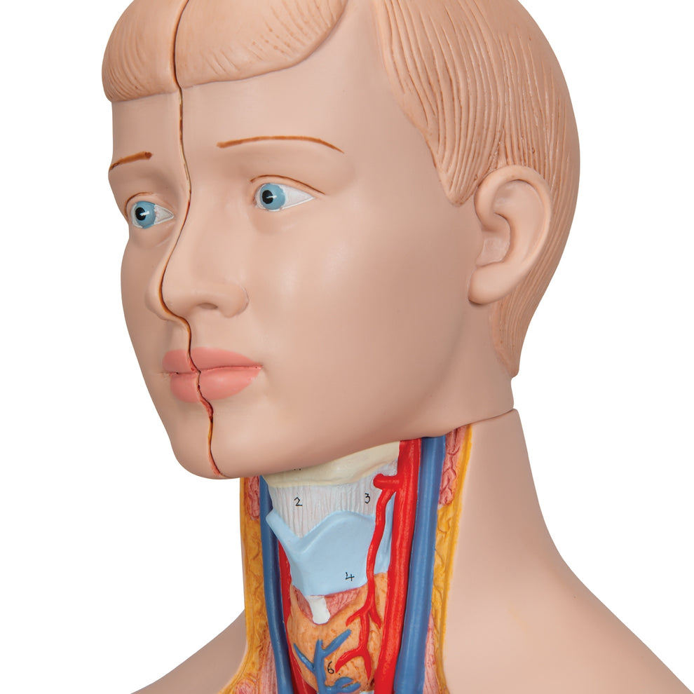 Mini Human Torso Model, 12 part – Medisave UK