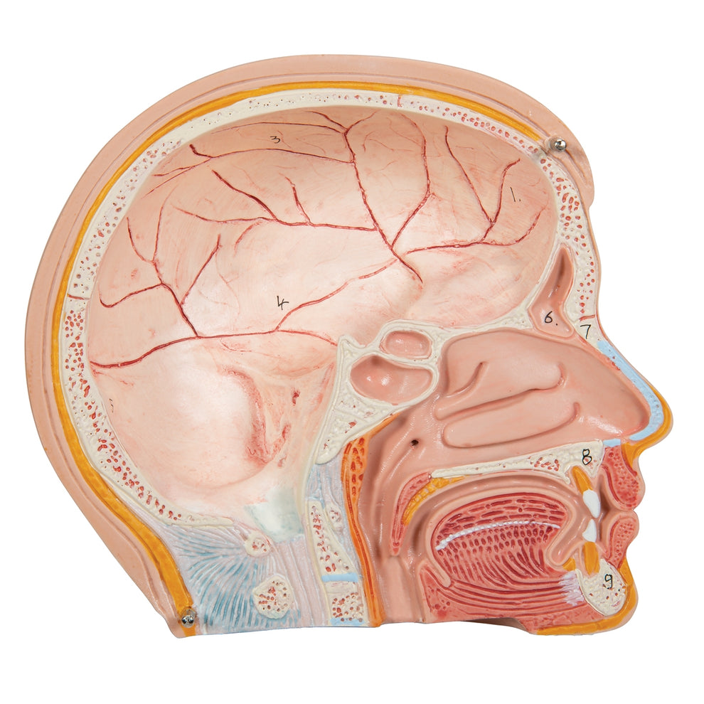 Mini Human Torso Model, 12 part – Medisave UK