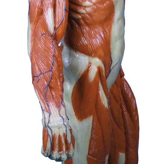 Muscular Figure - One Third Life-Size – Medisave UK