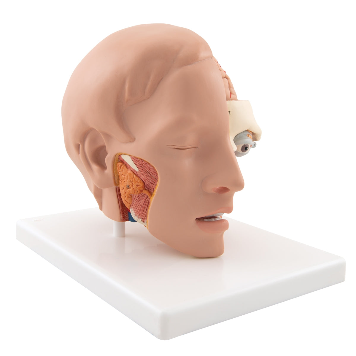 Human Head Model, 6 part – Medisave UK