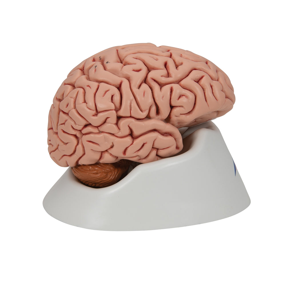 Classic Human Brain Model, 5 part – Medisave UK