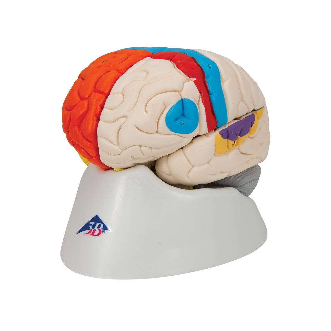Human Neuro-Anatomical Brain Model, 8 part – Medisave UK