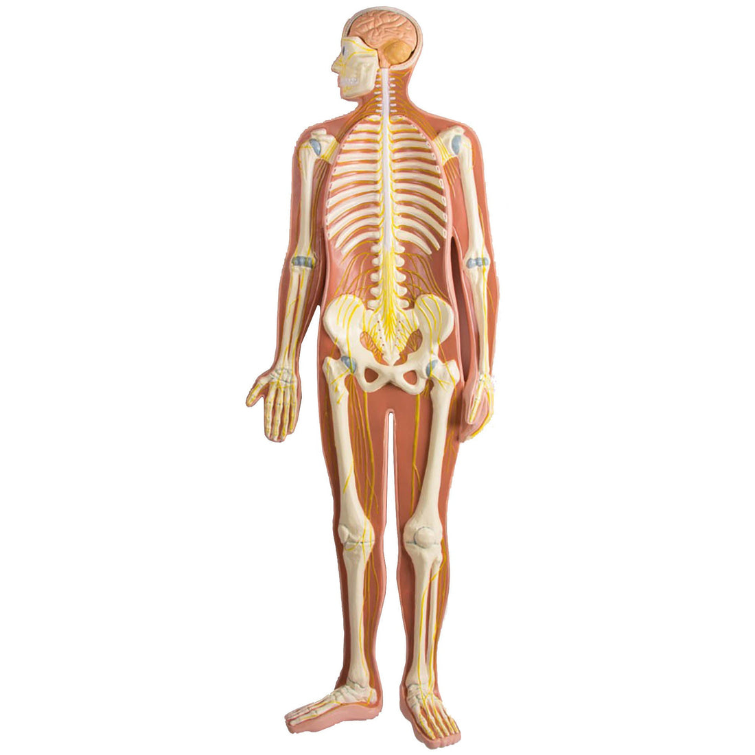 Nervous System Model - Half Life-Size – Medisave UK