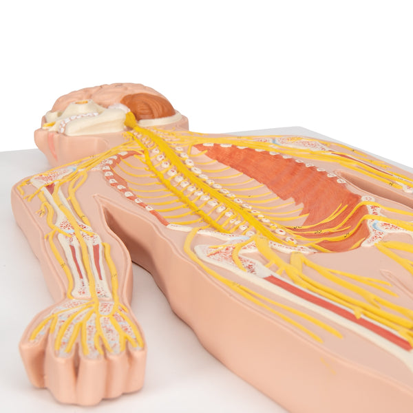 Human Nervous System Model, 1/2 Life-Size – Medisave UK