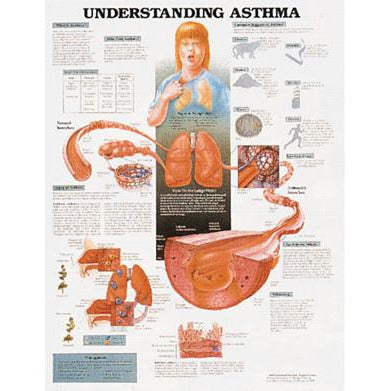 Poster: Understanding Asthma – Medisave UK