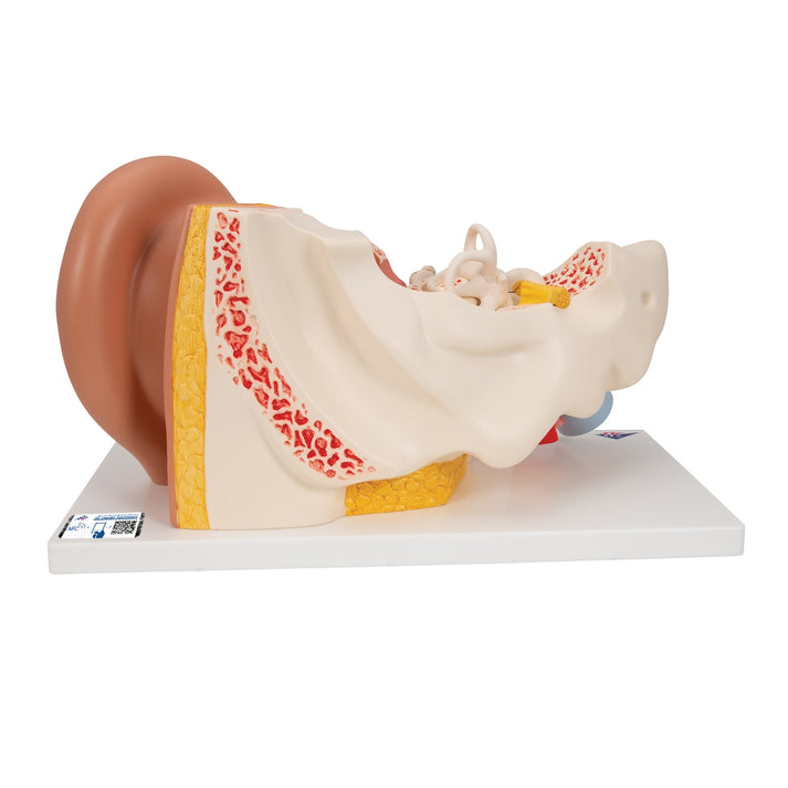 Human Ear Model, 3 times Life-Size, 4 part – Medisave UK