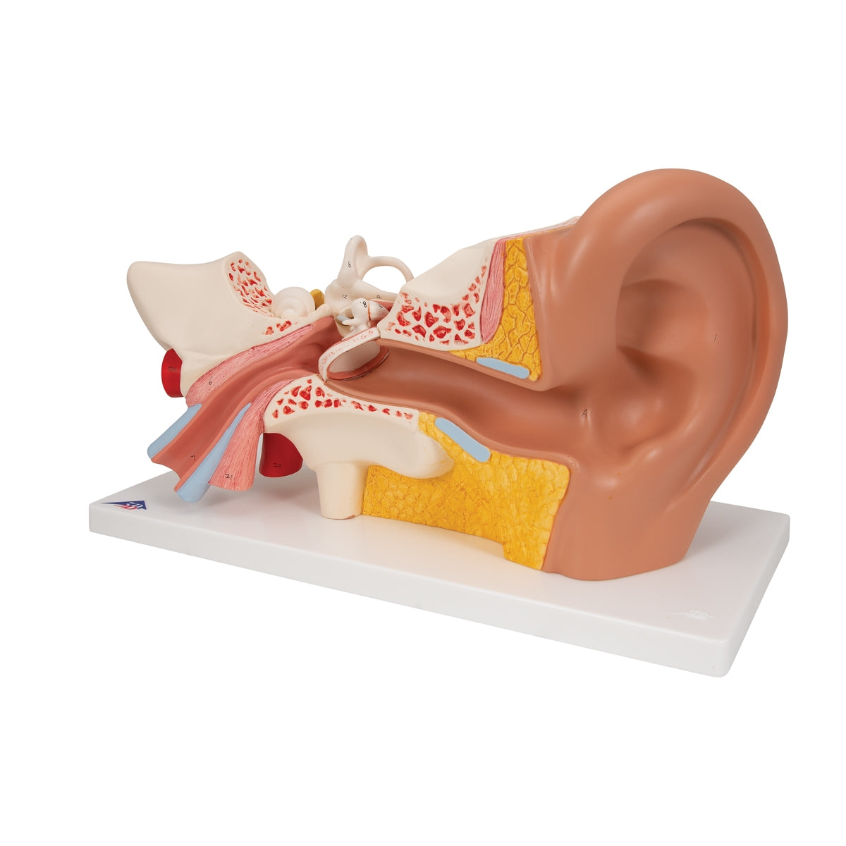 Human Ear Model, 3 times Life-Size, 4 part – Medisave UK