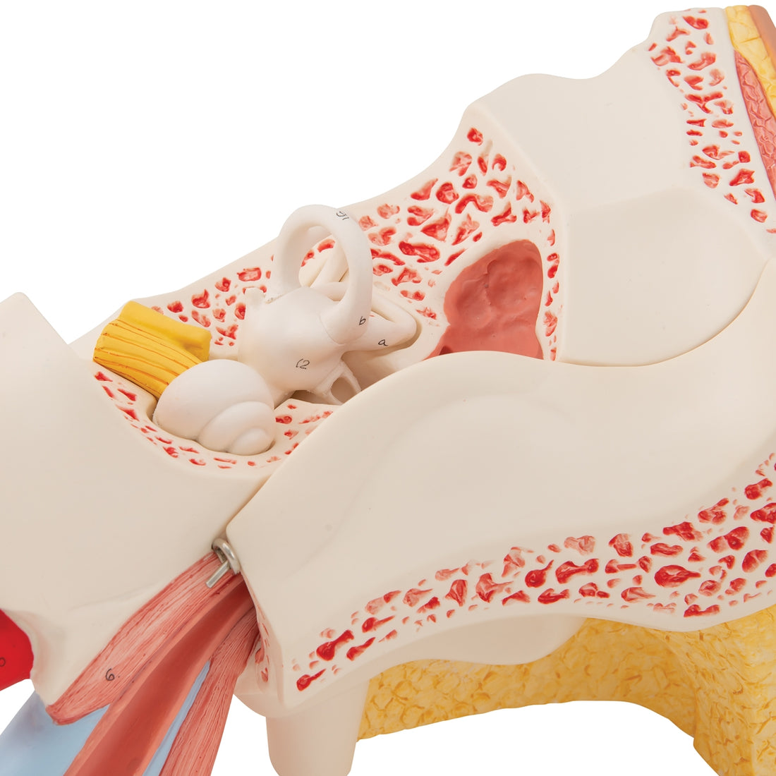 Human Ear Model, 3 times Life-Size, 6 part – Medisave UK