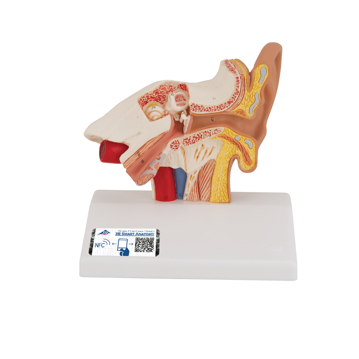 Human Ear Model for Desktop, 1.5 times Life-Size – Medisave UK