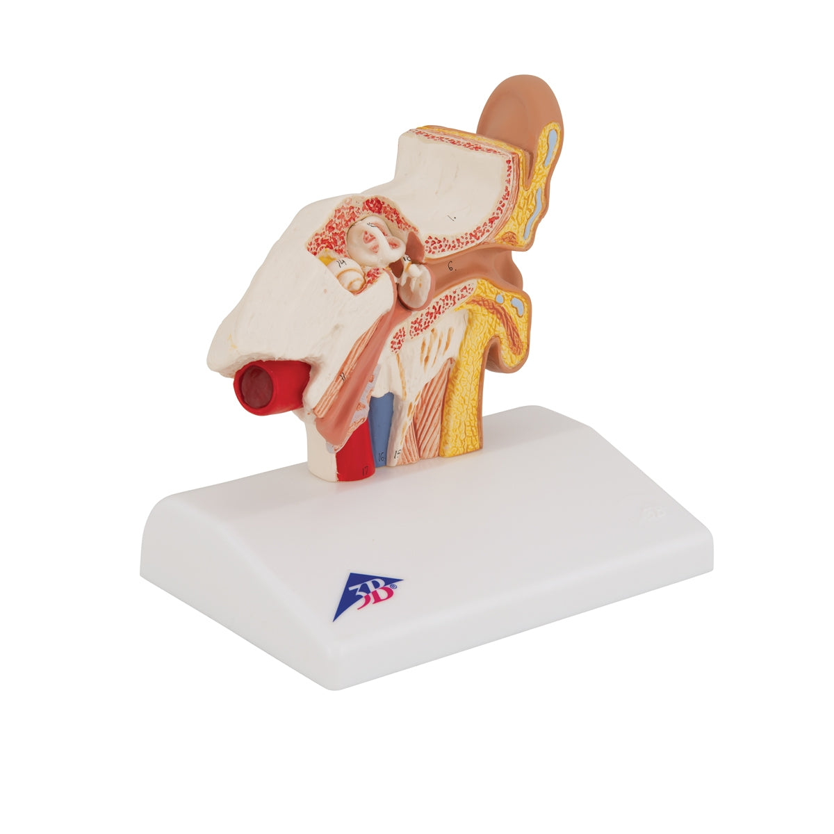 Human Ear Model for Desktop, 1.5 times Life-Size – Medisave UK