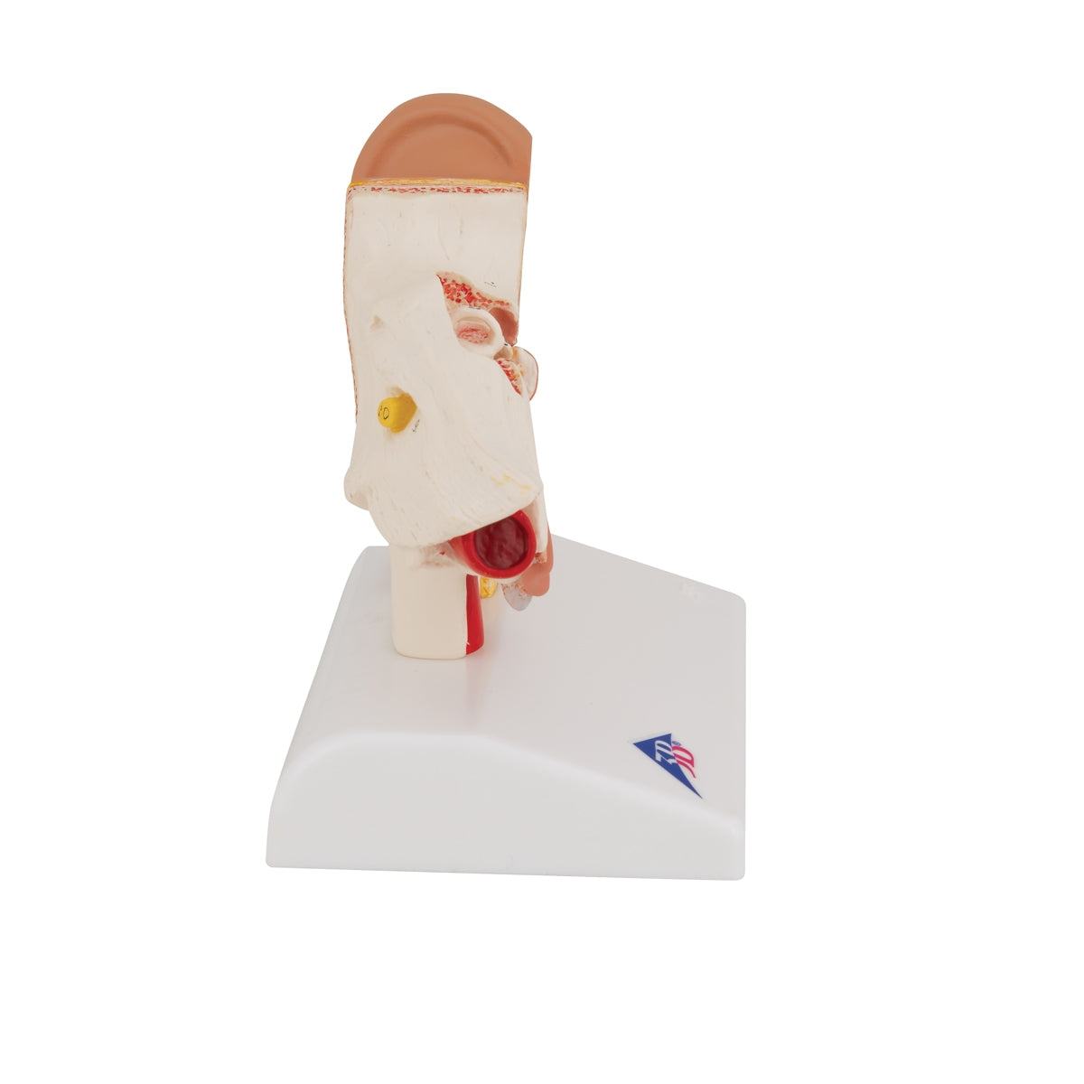 Human Ear Model for Desktop, 1.5 times Life-Size – Medisave UK